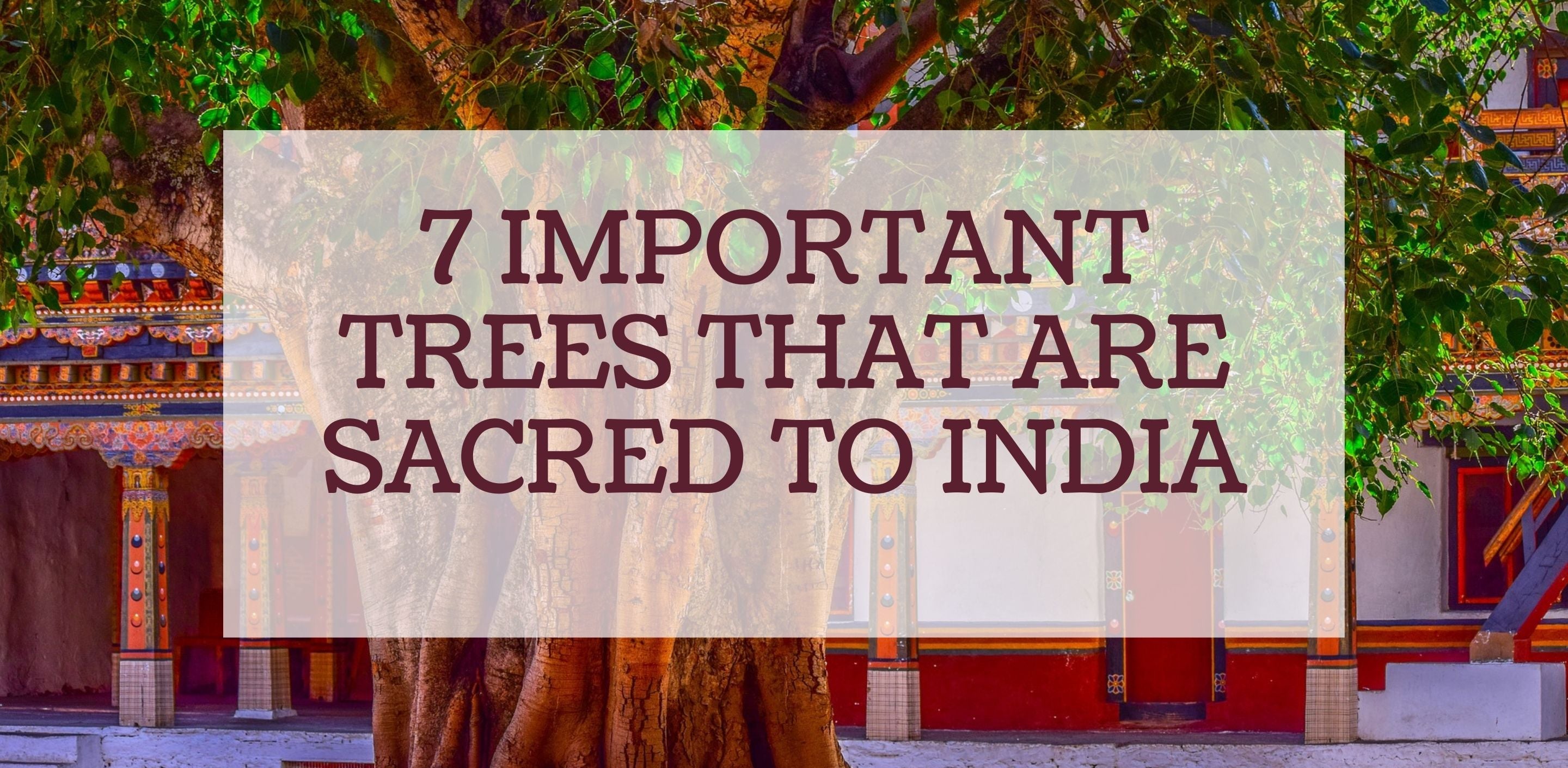 7 important trees that are sacred to India | Treed Stories